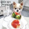 강아지 딸기 먹어도 되는 과일 급여 방법 확인해요 네이버 블로그